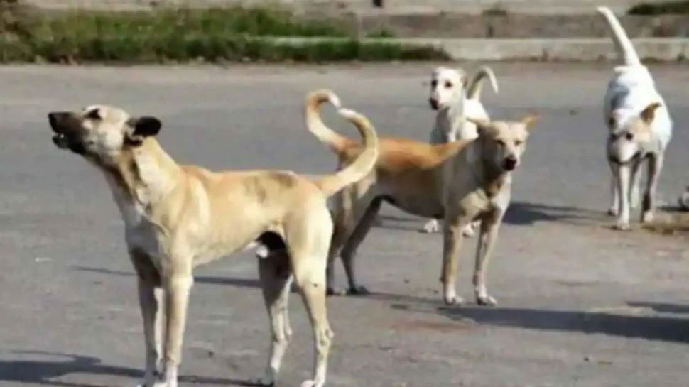 Prevention of Stray Dog Attacks: Animal welfare department to meet ...