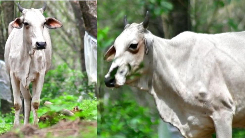 cow infected with rabies was shot dead in Thrissur | പേവിഷബാധയേറ്റ ...