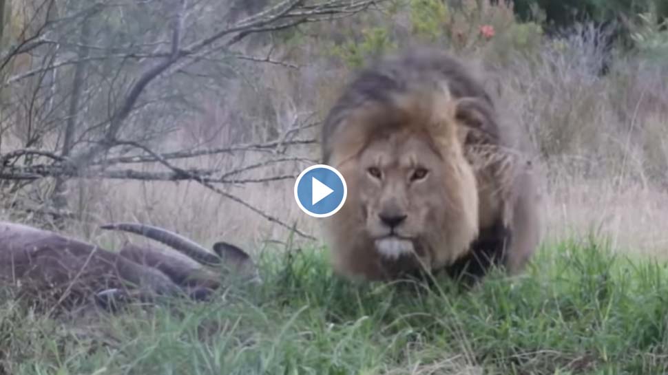 Viral Video lion attacking photographer video of giant lion running ...