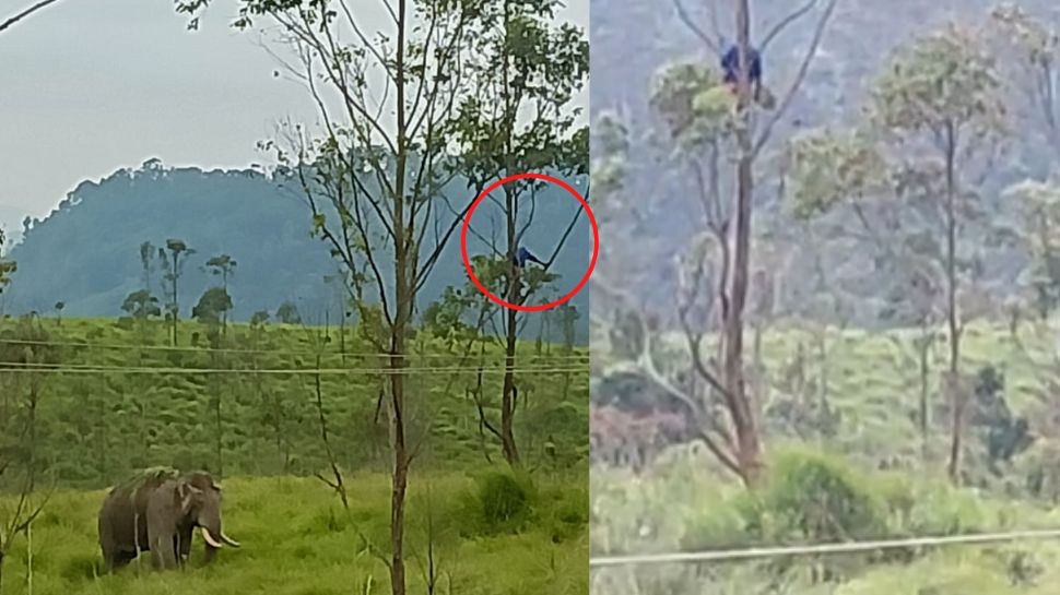 Viral Video Google Trending Watch Angry Wild Elephants Trying to Attack ...