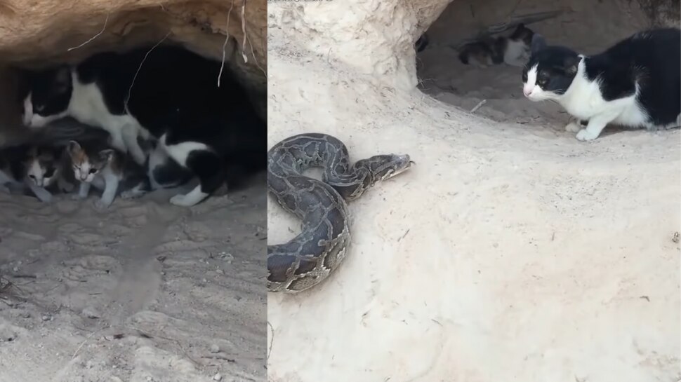 Viral Video of snake and cat fight video google trending cat fight with ...
