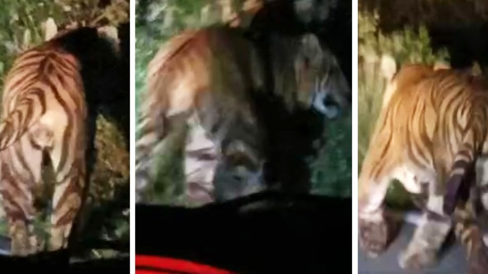 Tiger attack Idukki Drone surveillance to find a tiger that has entered the populated area ...