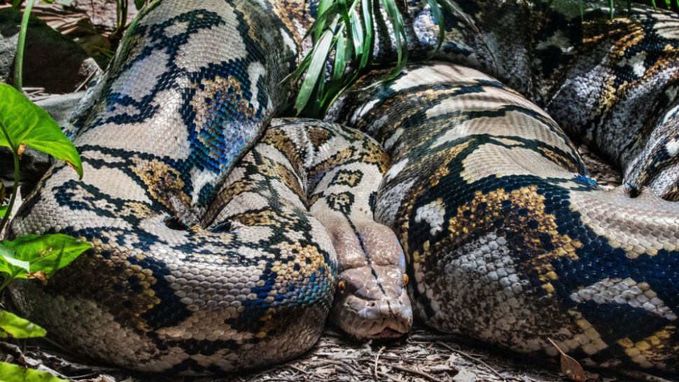 Python Video Python Viral Video Six Foot Long Python Spotted Crawling ...