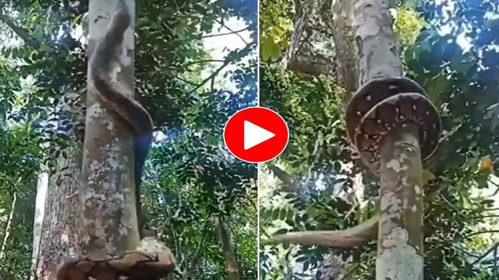 Viral Video Python video google trending video of Python climbing on ...