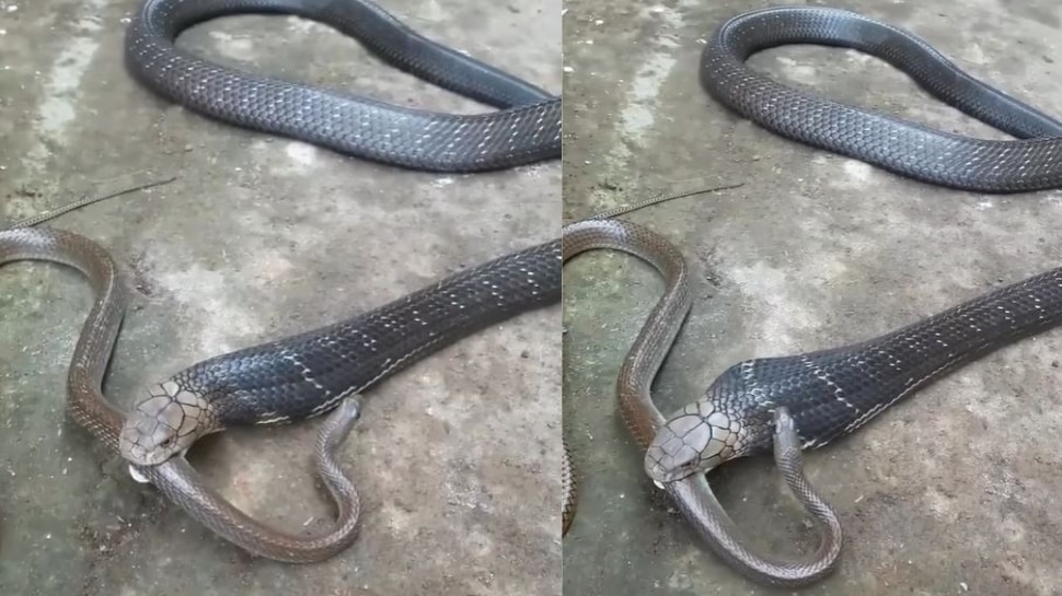 Viral Video king cobra video of king cobra eats up cobra alive king ...
