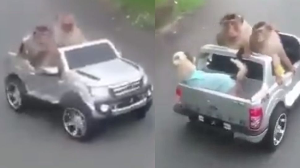 Viral Video Monkeys driving car and see what happened next | Viral ...