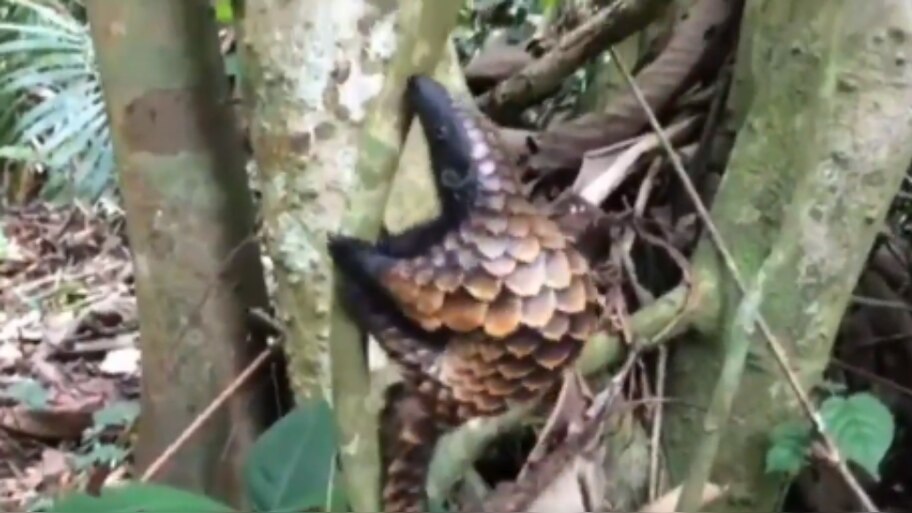 Viral Video cute pangolin climbing tree cute video amuses netizens ...