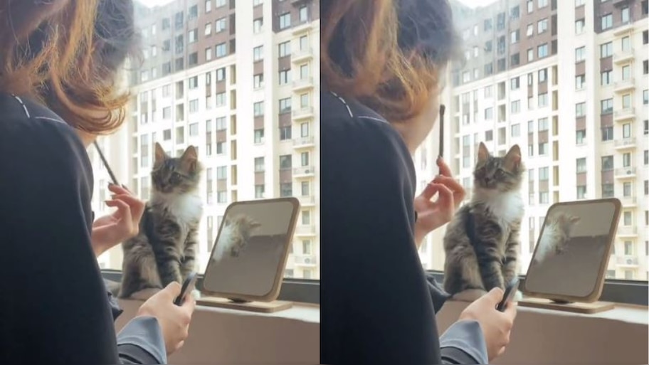 Viral video google trending most cute video of cat applying makeup with ...