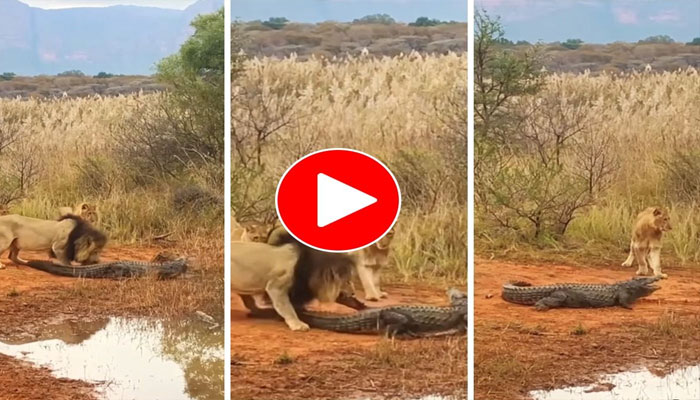 Viral video Lion crocodile fight video google trends crocodile badly ...