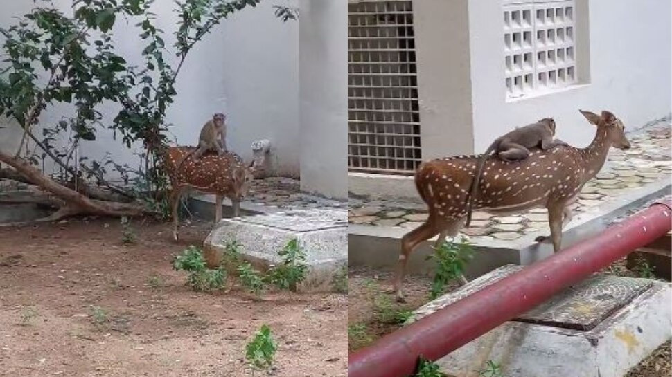 viral video monkey video monkey riding a deer monkeys deer savari video ...