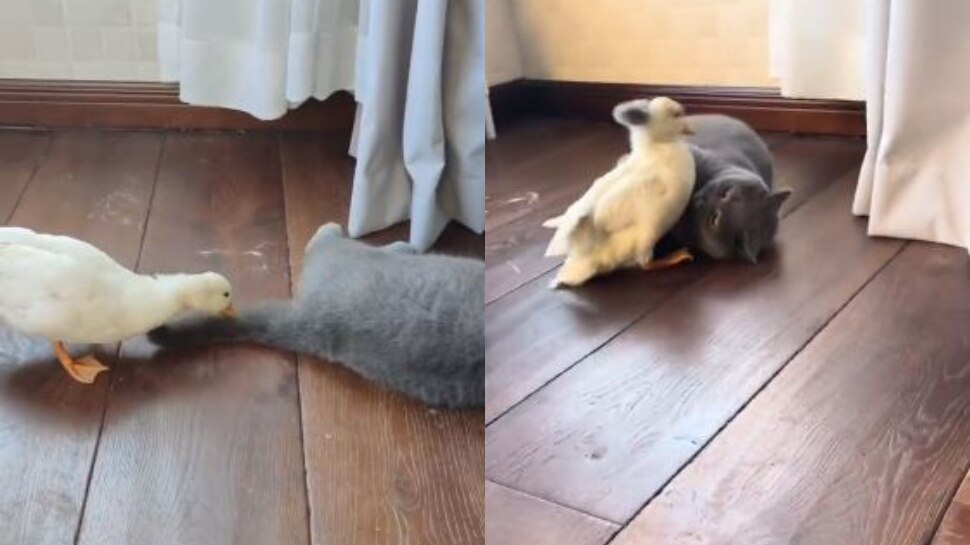 Viral Video Cat duck fight video duck bites cats tail what happened ...