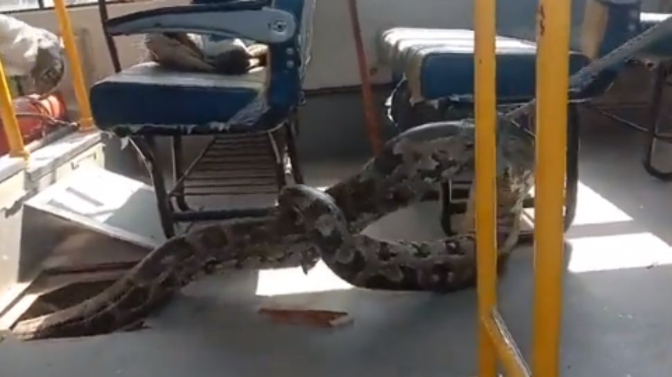 Viral Video Huge Python Crawls Inside School Bus In UP Rescued By ...