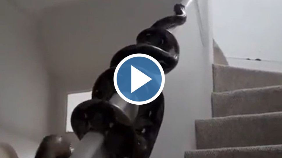 Viral Video Huge Python Crawling through a Handrail of Staircase Goes ...