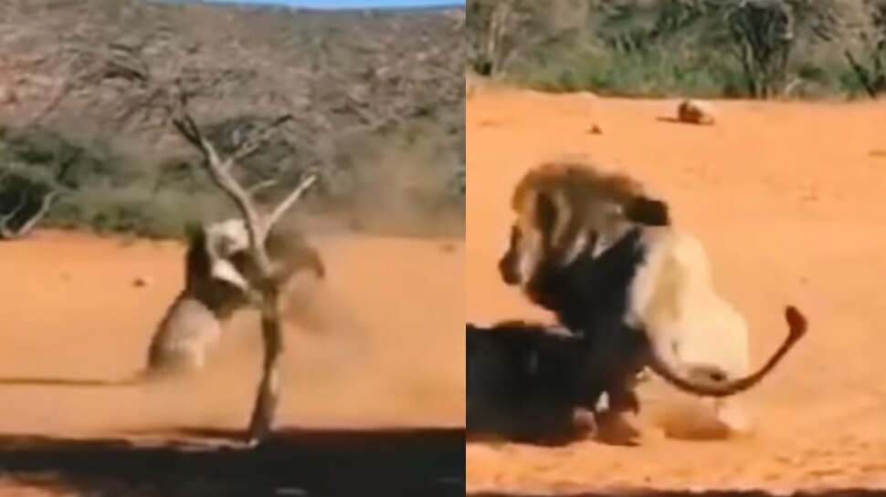 Viral Video of Lion vs Lion powerful fighting two lion kings fight each ...