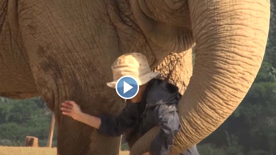 Viral Video elephant pulls up women in his trunk video of the violent ...