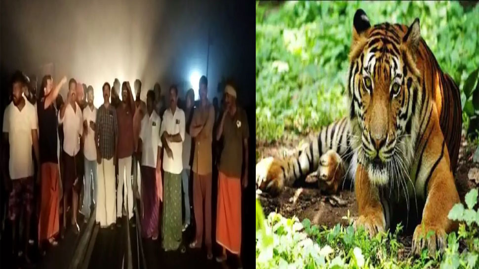 Another tiger attack reported in Wayanad Cheeral and attacked a cow l ...