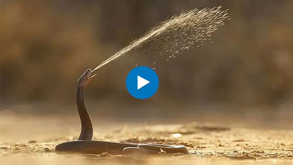 Viral Video: OMG Video poisonous snake throwing venom went viral ...