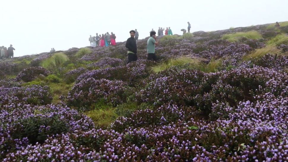 Neelakurinji Spring has end: Many visitors arrive without realizing ...