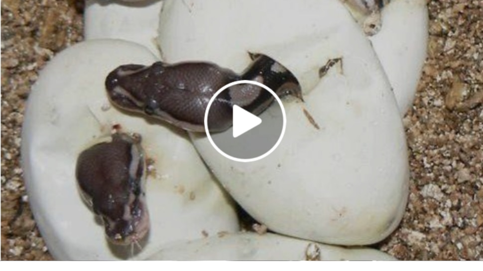 Viral Video snake egg hatching video amuzes netizen the lovely scene of the birth of small ...