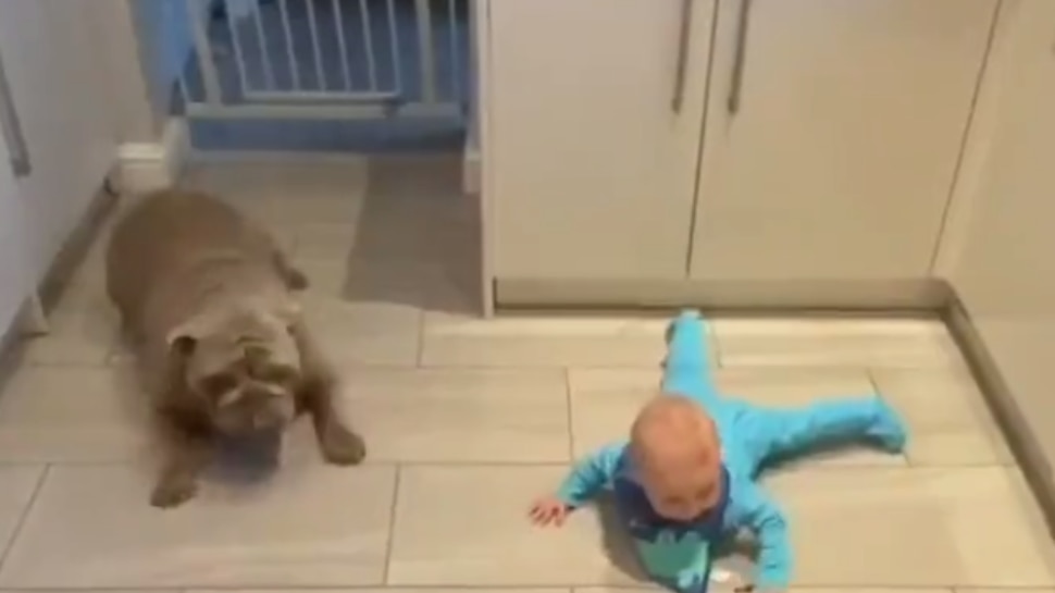 Viral Video baby vs dog video dog teaches baby to crawl cute video ...