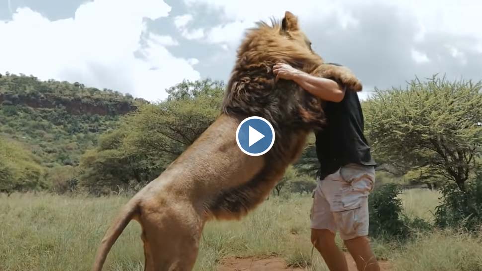Viral Video of fierce lion hugging man lovingly amuses netizens video ...