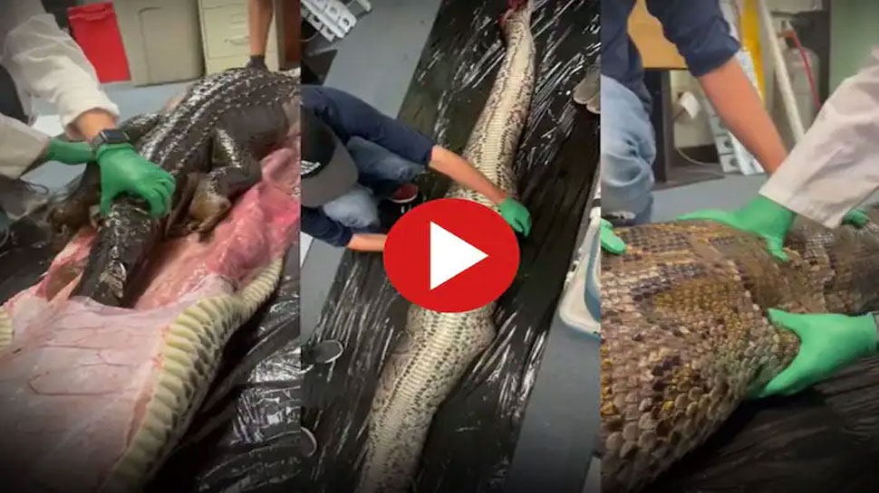 Giant python swallowed crocodile alive omg video goes viral on social ...