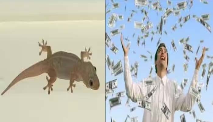 Lizards Myths is it good luck to see a lizard? Fall of lizard is ...