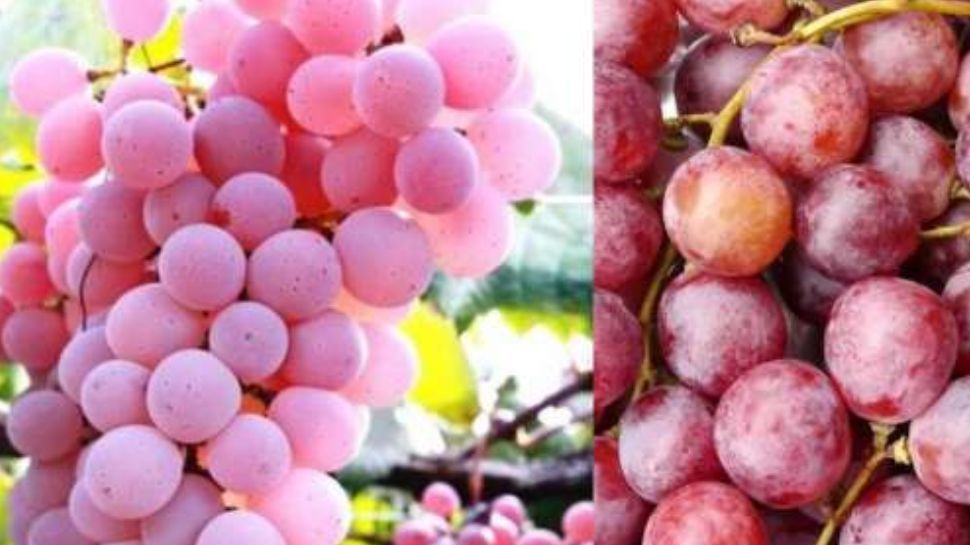 grapes health benefits of grapes unique grapes know the five health ... grapes health benefits of grapes unique grapes know the five health ...