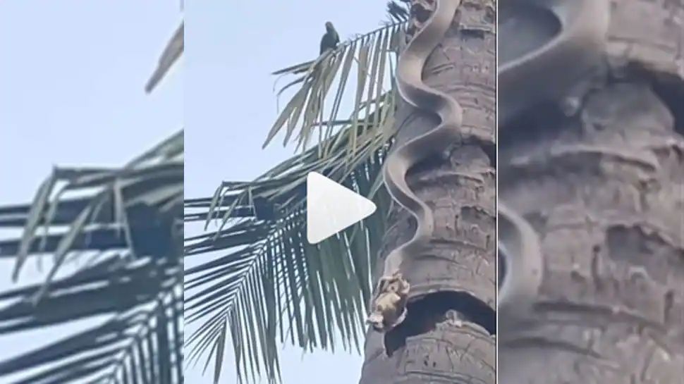 Big Snake Swallowed A Bird Alive Video Goes Viral big-snake-swallowed-a-bird-alive-video-goes-viral