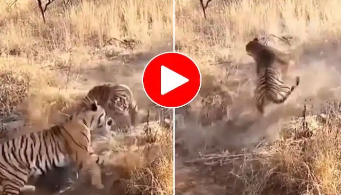 Viral video tiger fight video google trends two tigers suddenly came ...