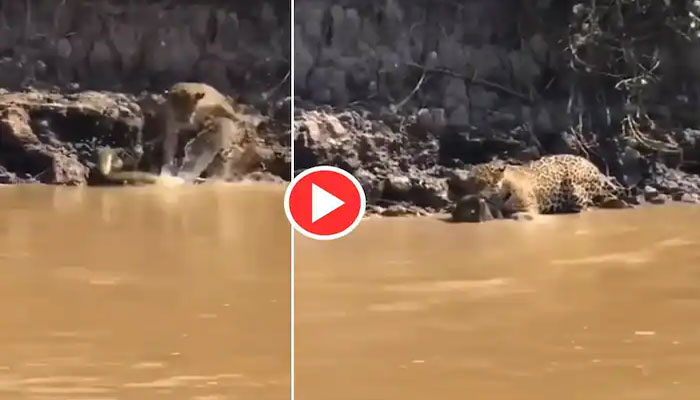 Viral video tiger vs snake fight video google trends tiger suddenly ...