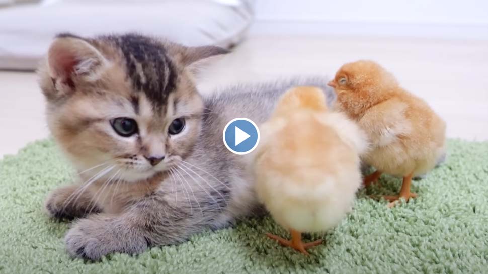 Viral Video of cat and chicks friendship amuses people and trending in ...