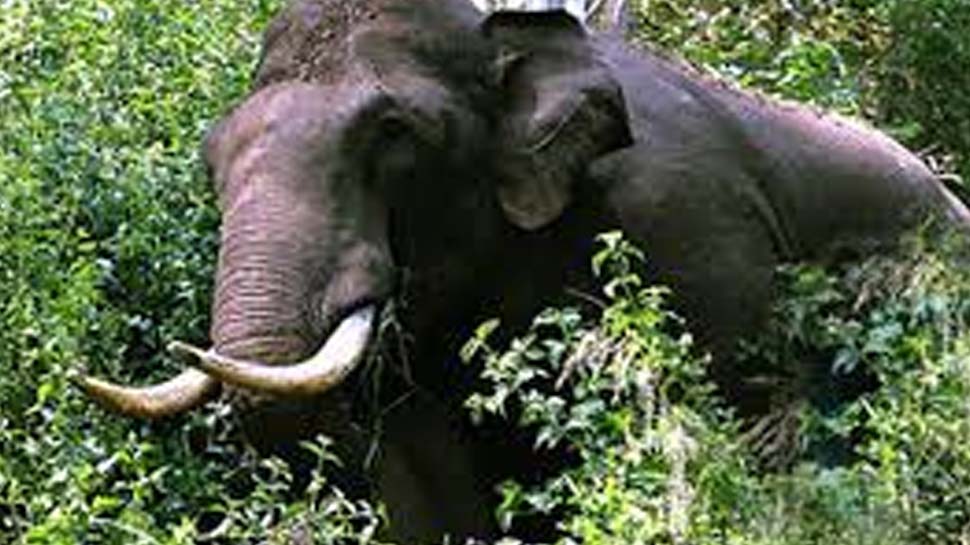 Wild Elephant Attack in idukki forest dpartment announced ex gratia of ...