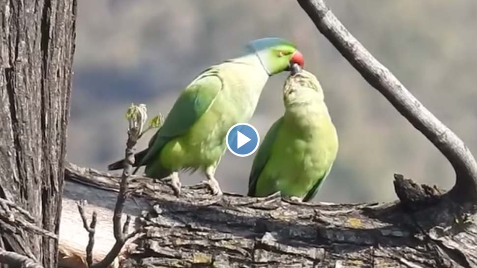Viral Parrot Video google trends video of love between two lovely parrots went viral in social ...