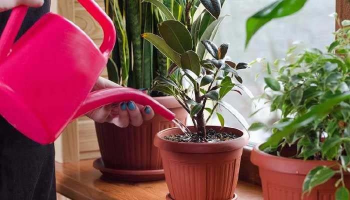 Vastu Tips for plantation Don't plant these 5 plants henna plants ...