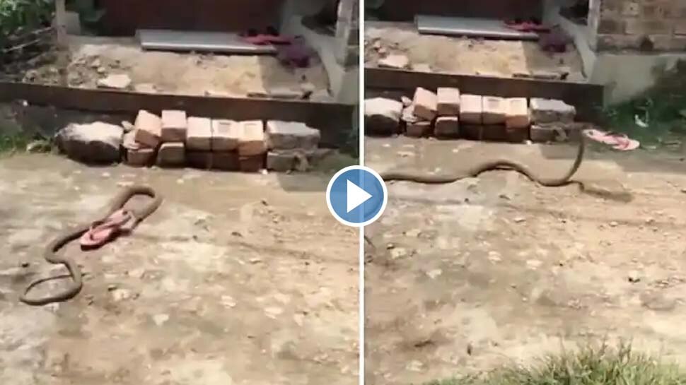 Viral Funny Video snake stealing slipper chappal video amuses and makes ...