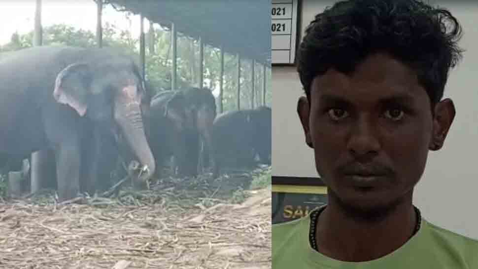 Elephant Mahout Killed Clash With Junior Mahout in Munnar | മൂന്നാറി ...