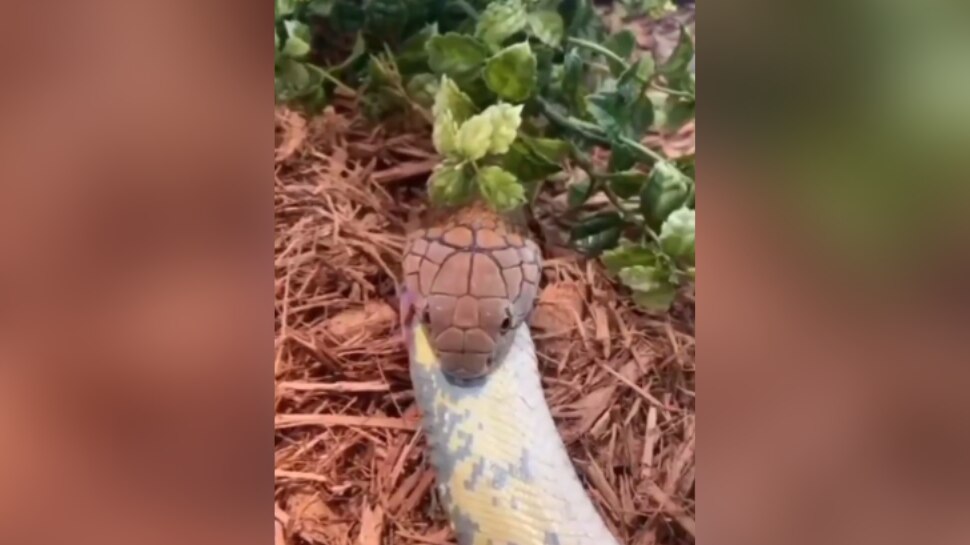 Viral Video: Giant Python viral video swallowing another python | Viral ...