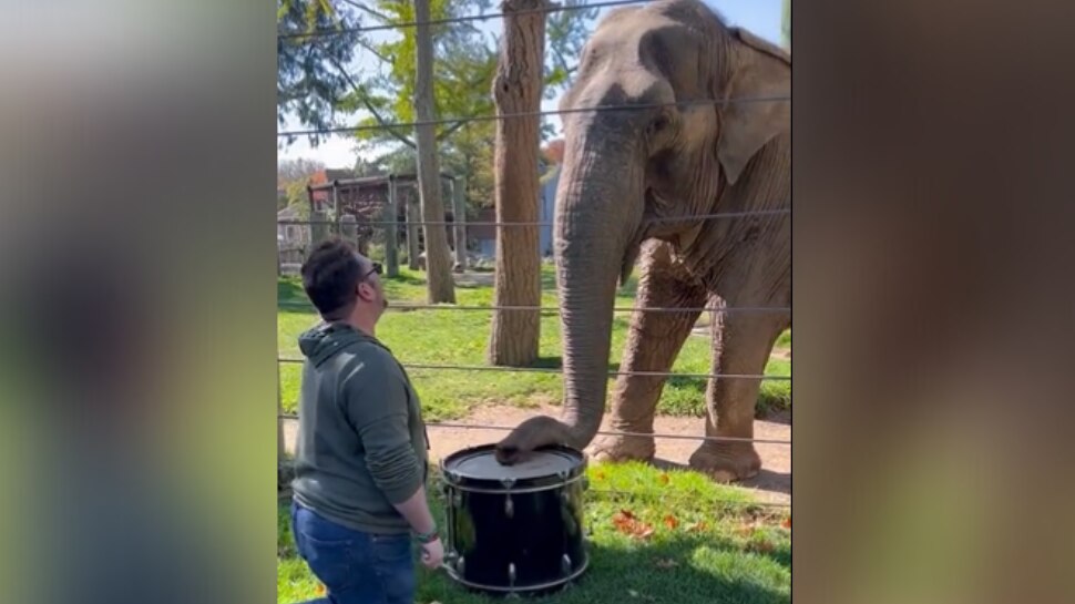 Viral Video Elephant playing drums video went trending in social media and google trends | Viral ...
