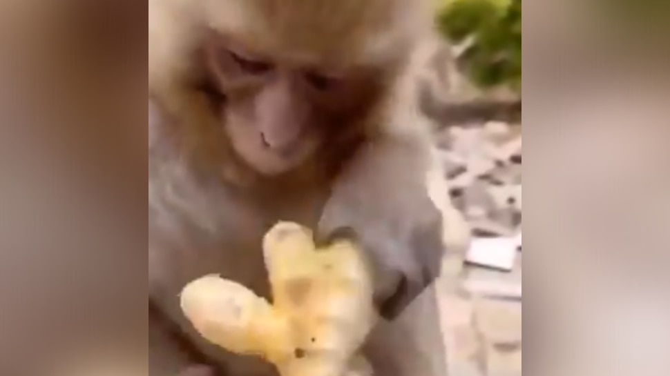 Monkey eating ginger video trending in social media | Viral Video: ശരിക്കും ഇഞ്ചി കടിച്ച ...