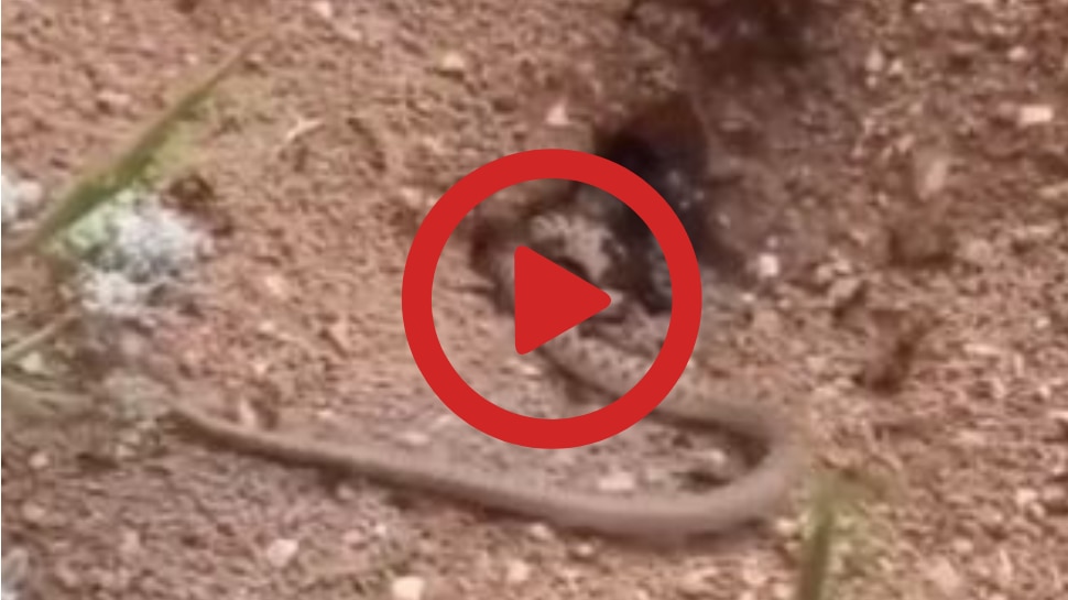 Viral Video: Snake enters ants hole watch what happened next omg video ...