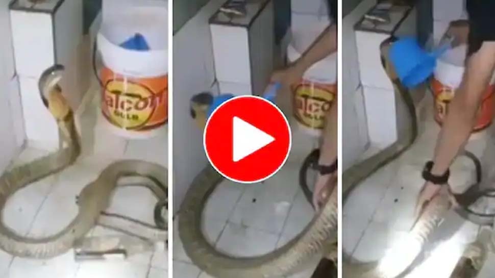 Viral Video man bathing a venomous snake using hand went viral in social media man plying with ...