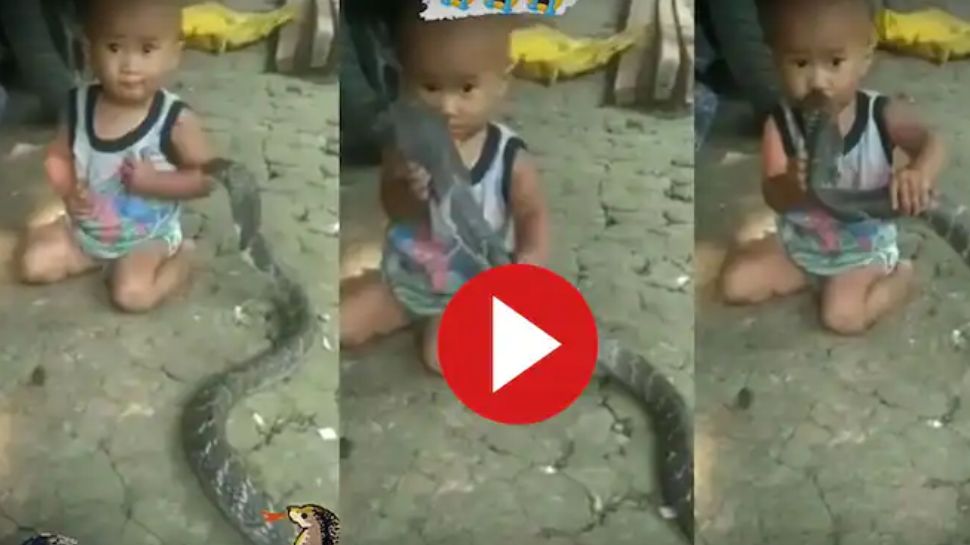 Scary Snake Child Video Dangerous Snake Comes Near Child See What ...