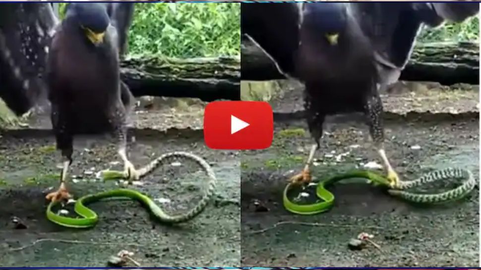 Dangerous Snake trying to bite bird but bird crushed the snake omg ...