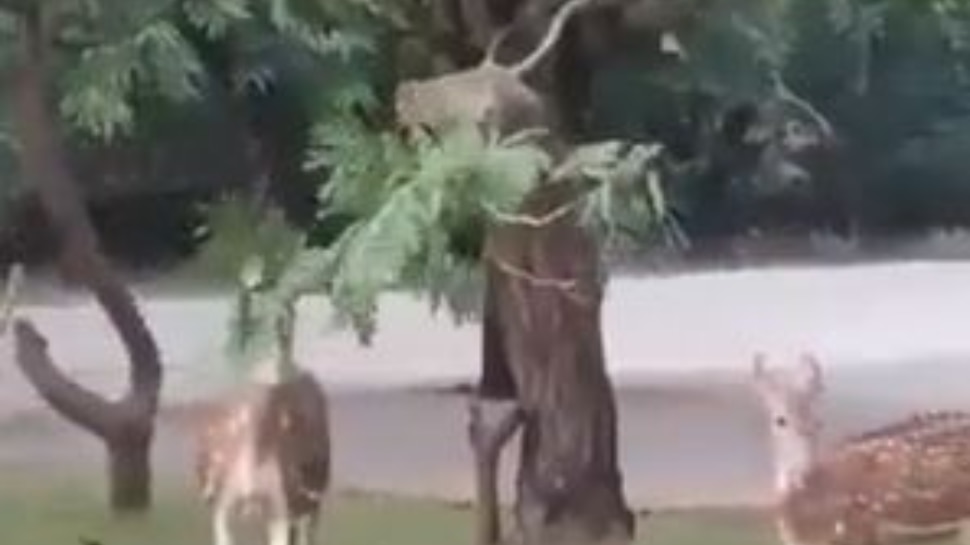 Viral video monkey deer friendship monkey helps deer to feed social ...