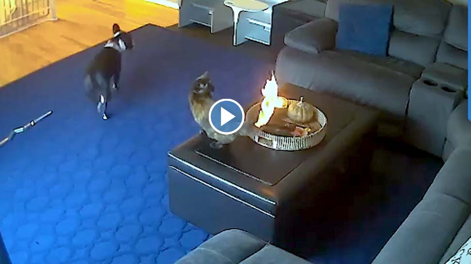 Viral Video cat tail fire video video of cat tail accidently got fire ...