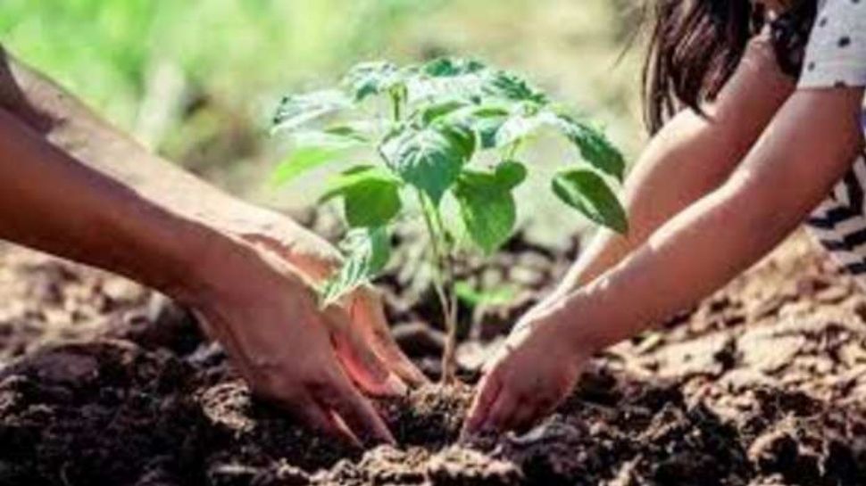 Plant For Navagraha These trees and plants Helps to get luck in Life ...