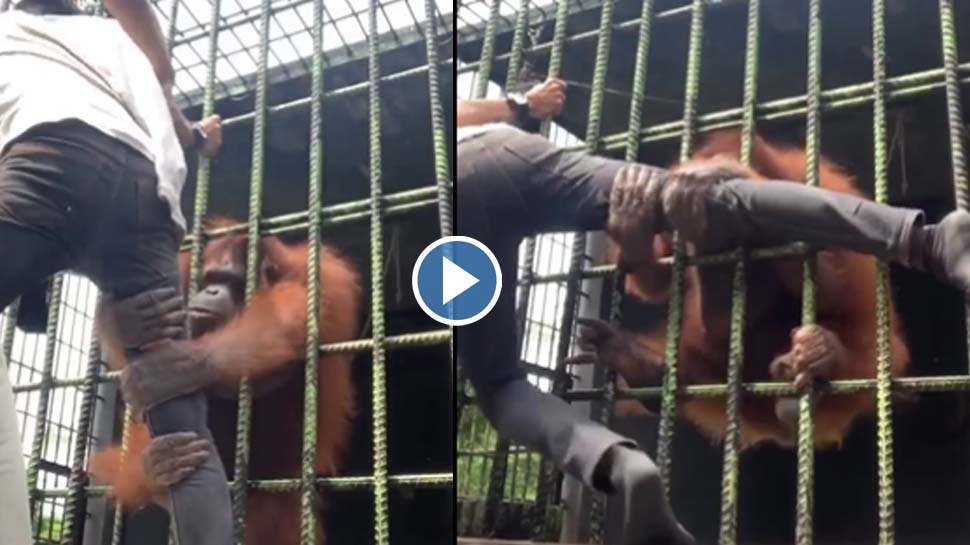 Viral Video of monkey attacking man in zoo video monkey attacking a youth who tried to hug ...