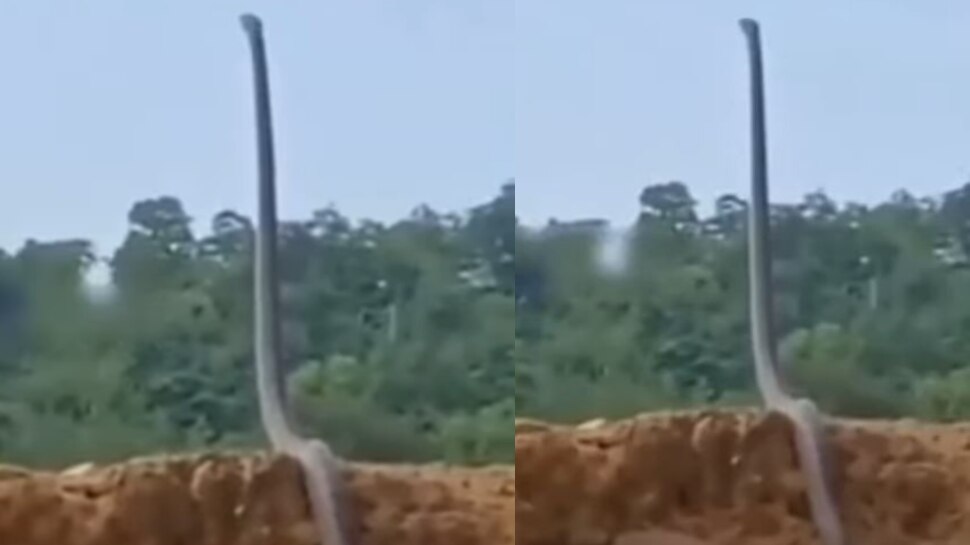 Viral Video: 20 feet long snake stands like human | തലയുയർത്തി നി ...
