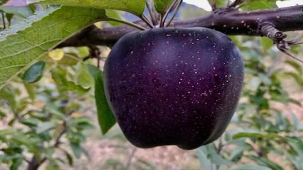Black Apple how it different from Red Green apple cost of Black Apple ...